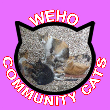 West Hollywood Community Cats | TNR Program | LGBT Hollywood